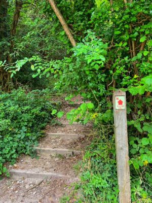 Box Hill Hike in Surrey Hills - Best Walks near London - Simone Says GO!